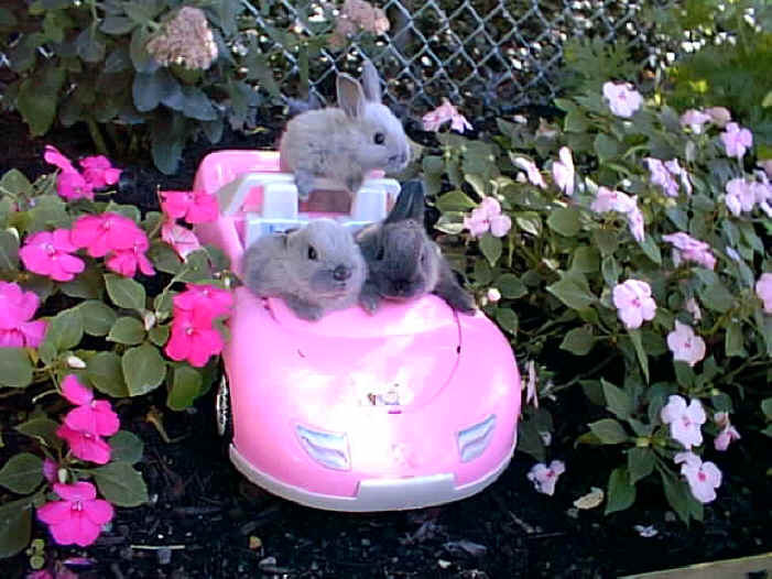 I saw this on r/Tumblr and thought it also belonged here. : r/Rabbits