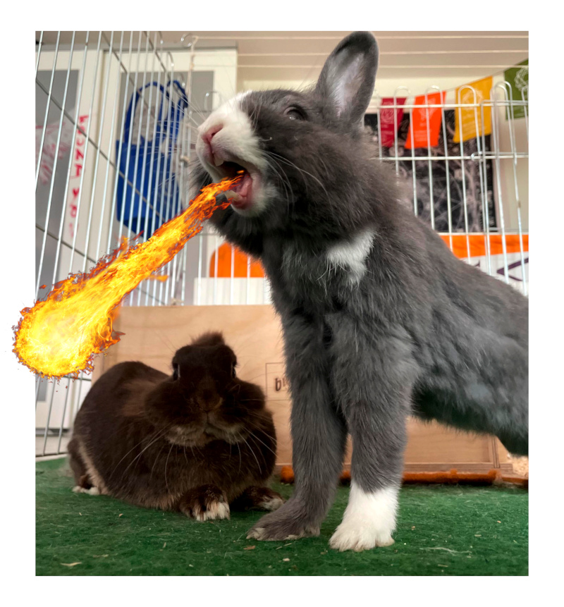 SOUND THE ALARM!!! We ran out of treats!!! : r/Rabbits